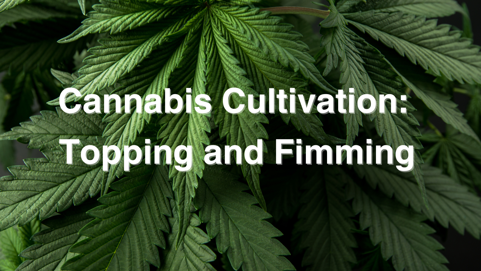 Cannabis Topping and Fimming: Essential Guide for Max Growth