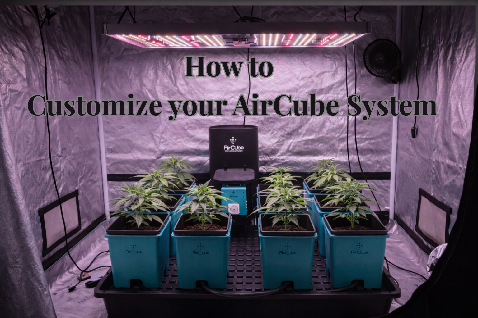 Customize Your Hydroponic System for Maximum Growth