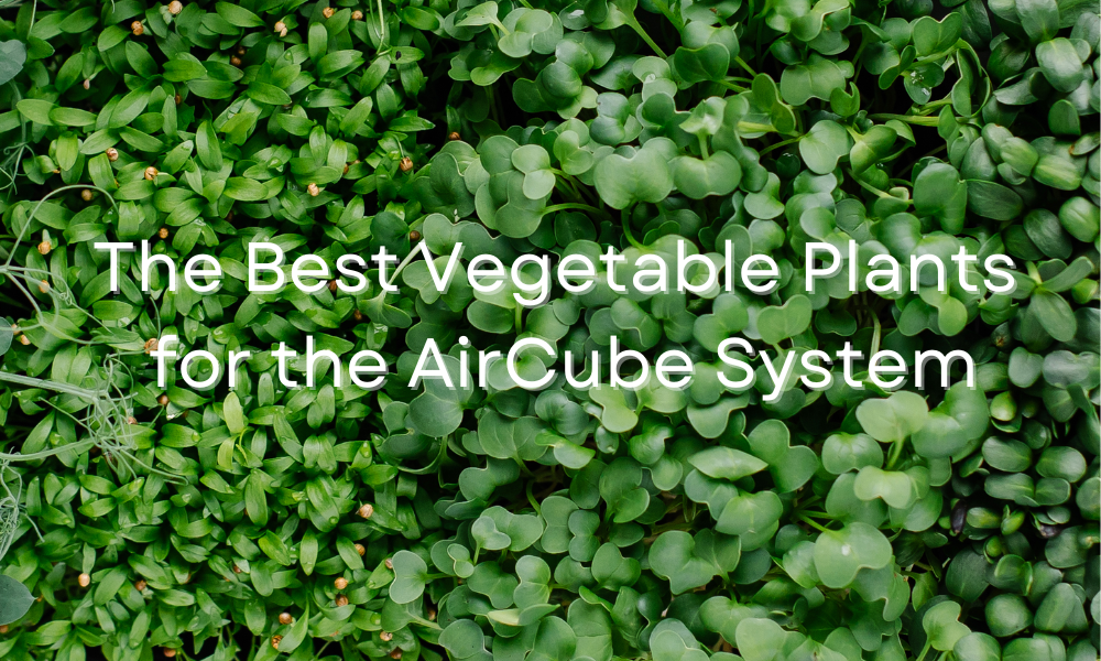 Top Vegetable Plants for AirCube: Indoor Gardening Guide