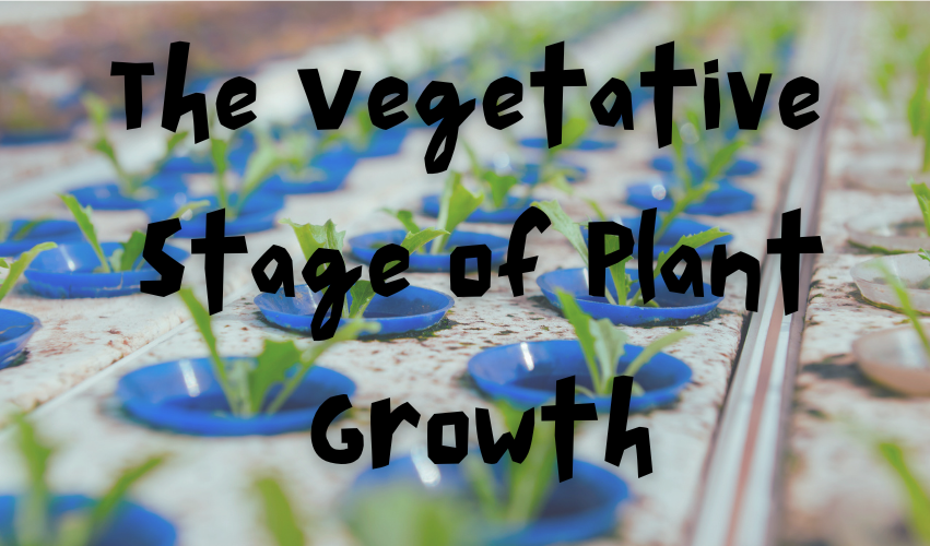 Essential Tips for Plant Vegetative Stage Care
