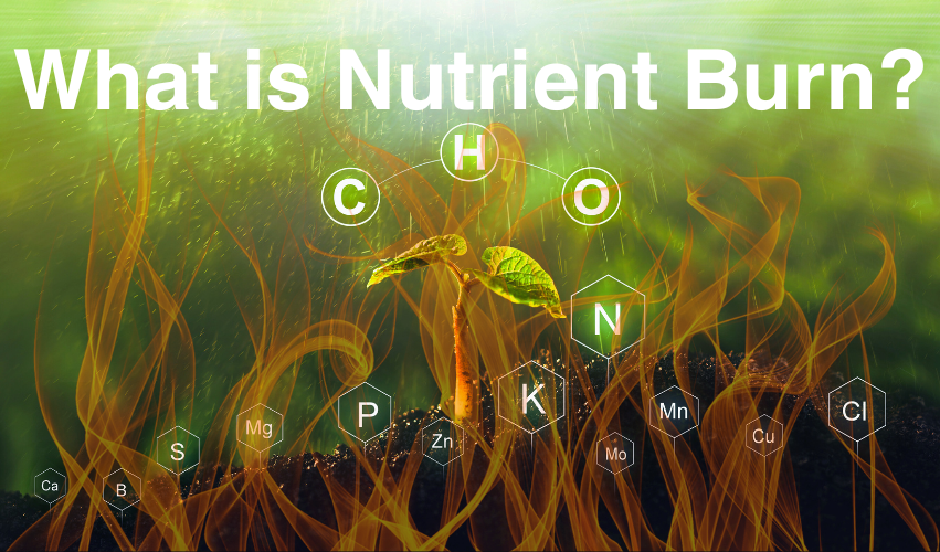 Nutrient Burn: Prevention & Treatment Guide | GrowAce