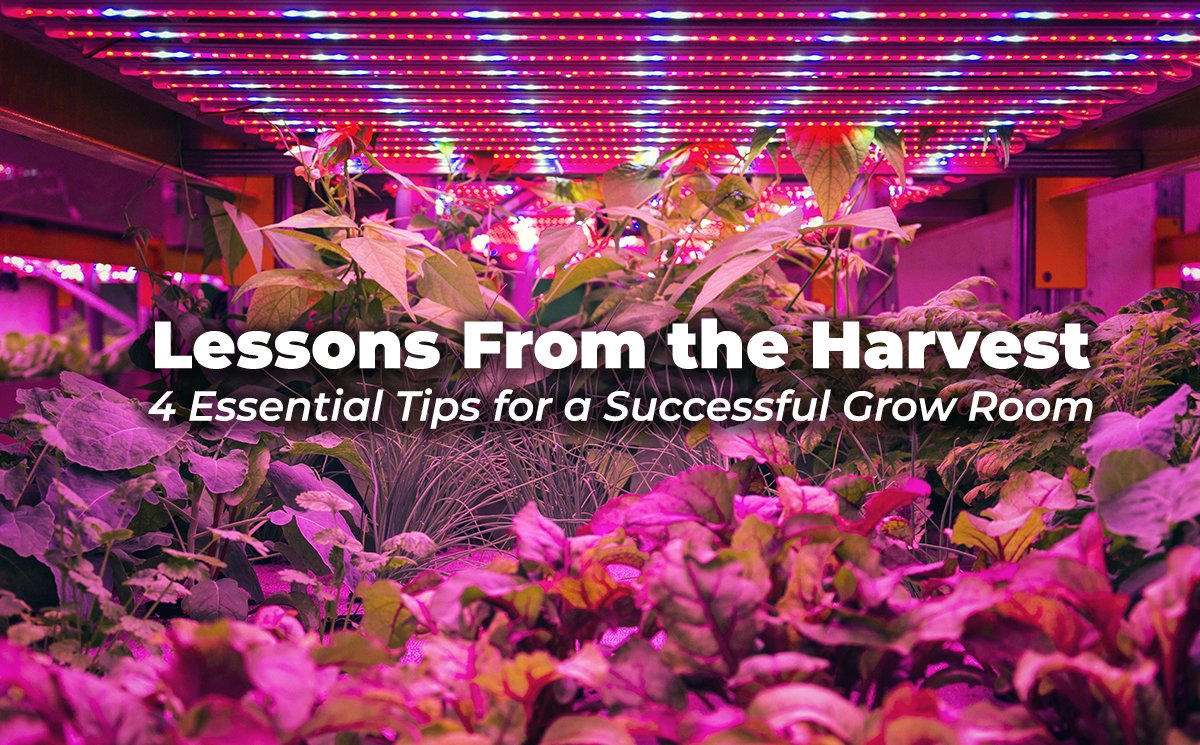 Four Essential Tips For A Successful Grow Room