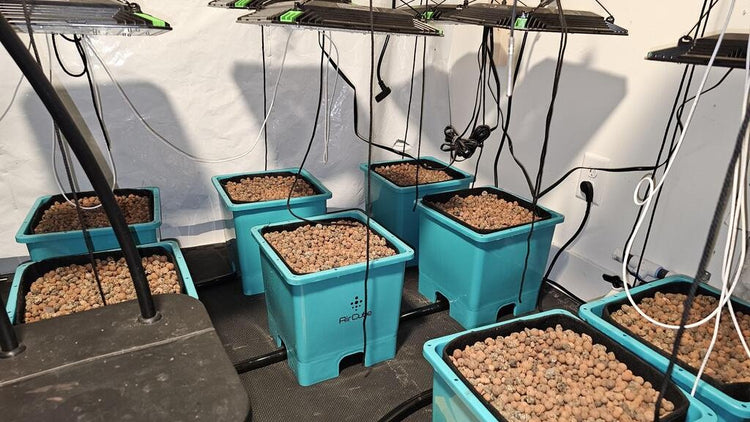 Specials & Sales | GrowAce.com